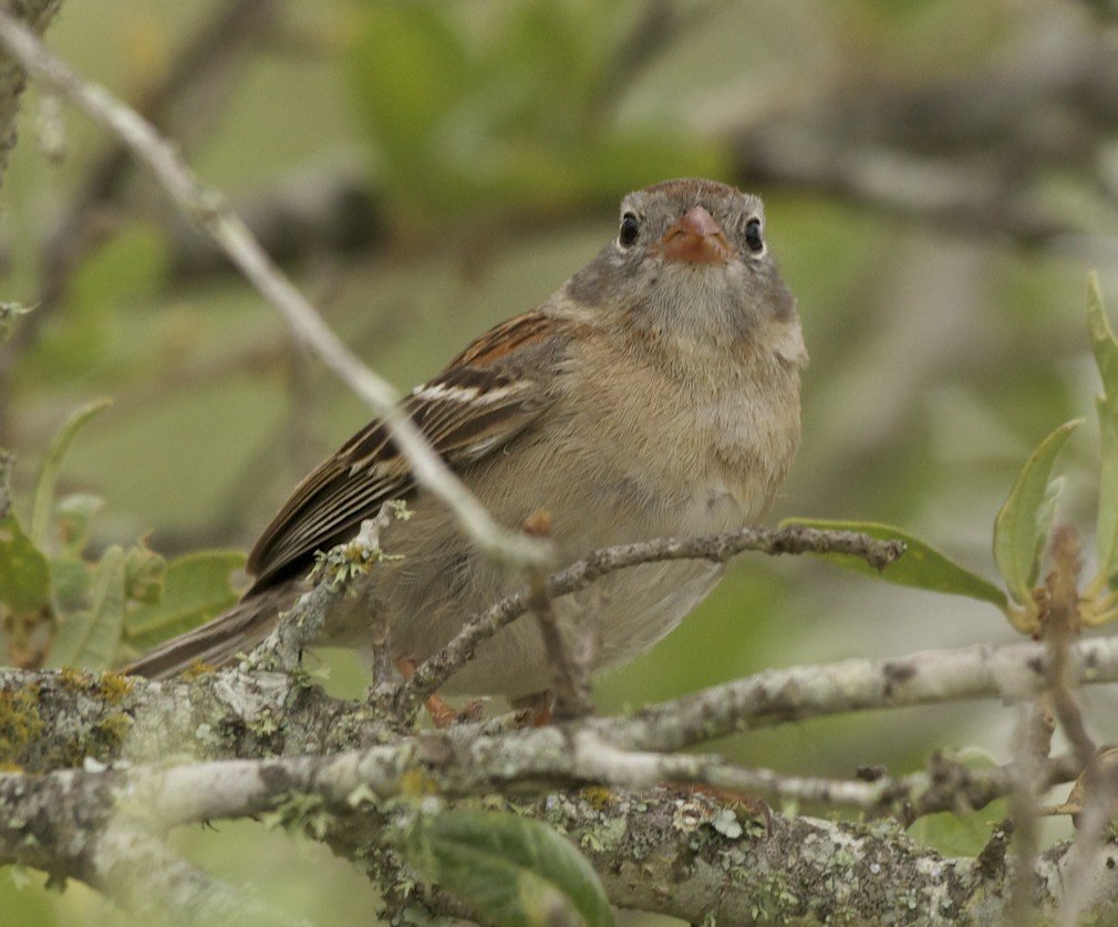 Butler's Birds: Texas Revisited: The First Inkerrsion, Government ...