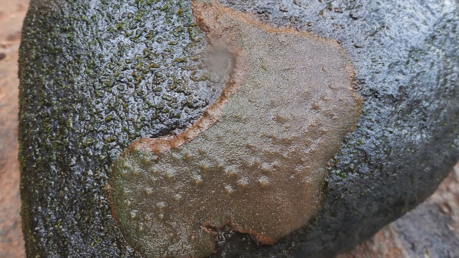 Distribuição de Esponjas Continentais no Baixo Curso do Rio da Bulha
