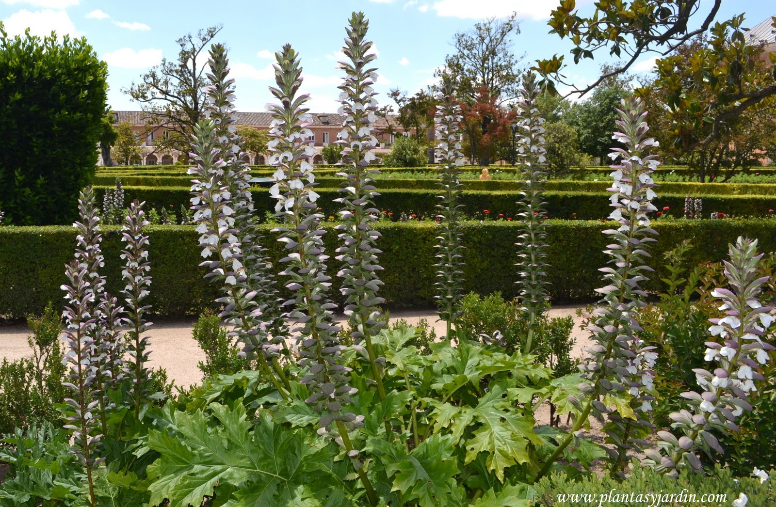 Nós, os Cachorros - No Japão: Plantas que curam: ACANTO - Acanthus mollis