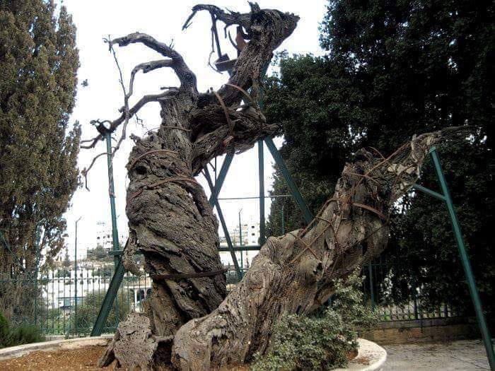 ΑΠΑΝΤΑ ΟΡΘΟΔΟΞΙΑΣ: The Oak of Mamre near Hebron is where Abraham ...