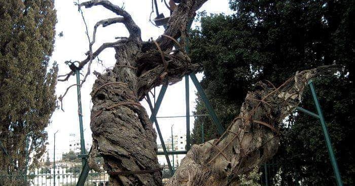 ΑΠΑΝΤΑ ΟΡΘΟΔΟΞΙΑΣ: The Oak of Mamre near Hebron is where Abraham ...
