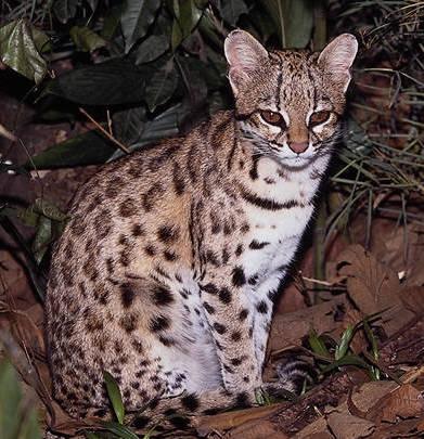 FLORA Y FAUNA EN SAN CRISTOBAL LACHIRIOAG: Flora y Fauna de San ...