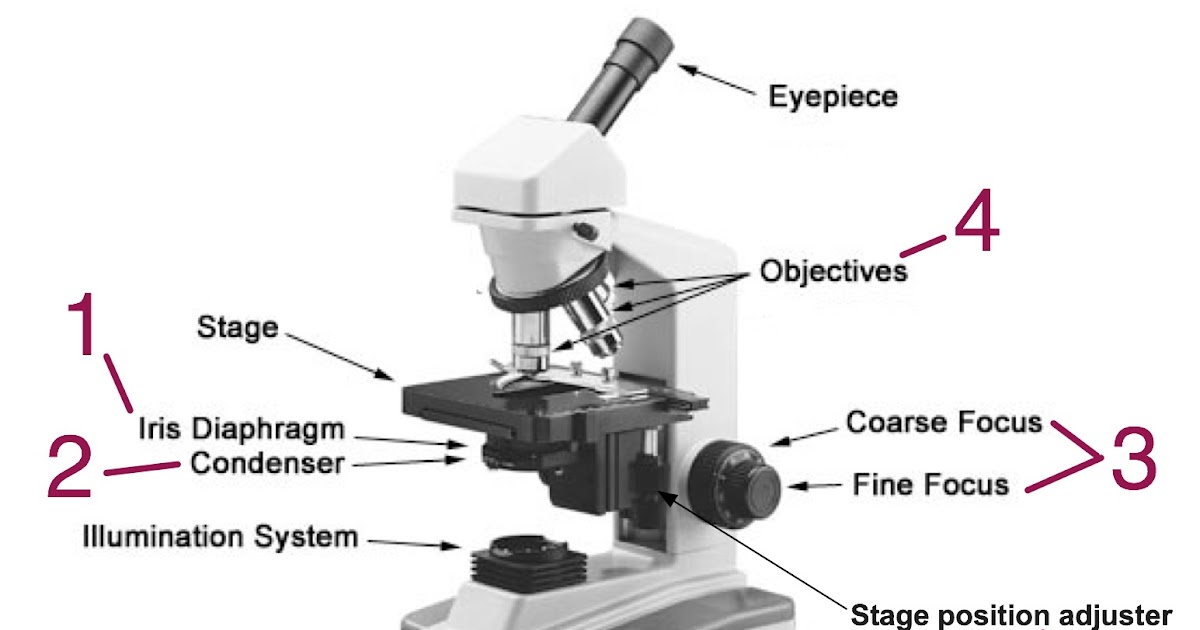 inside 107 and 109: Using the compound microscope, my tips