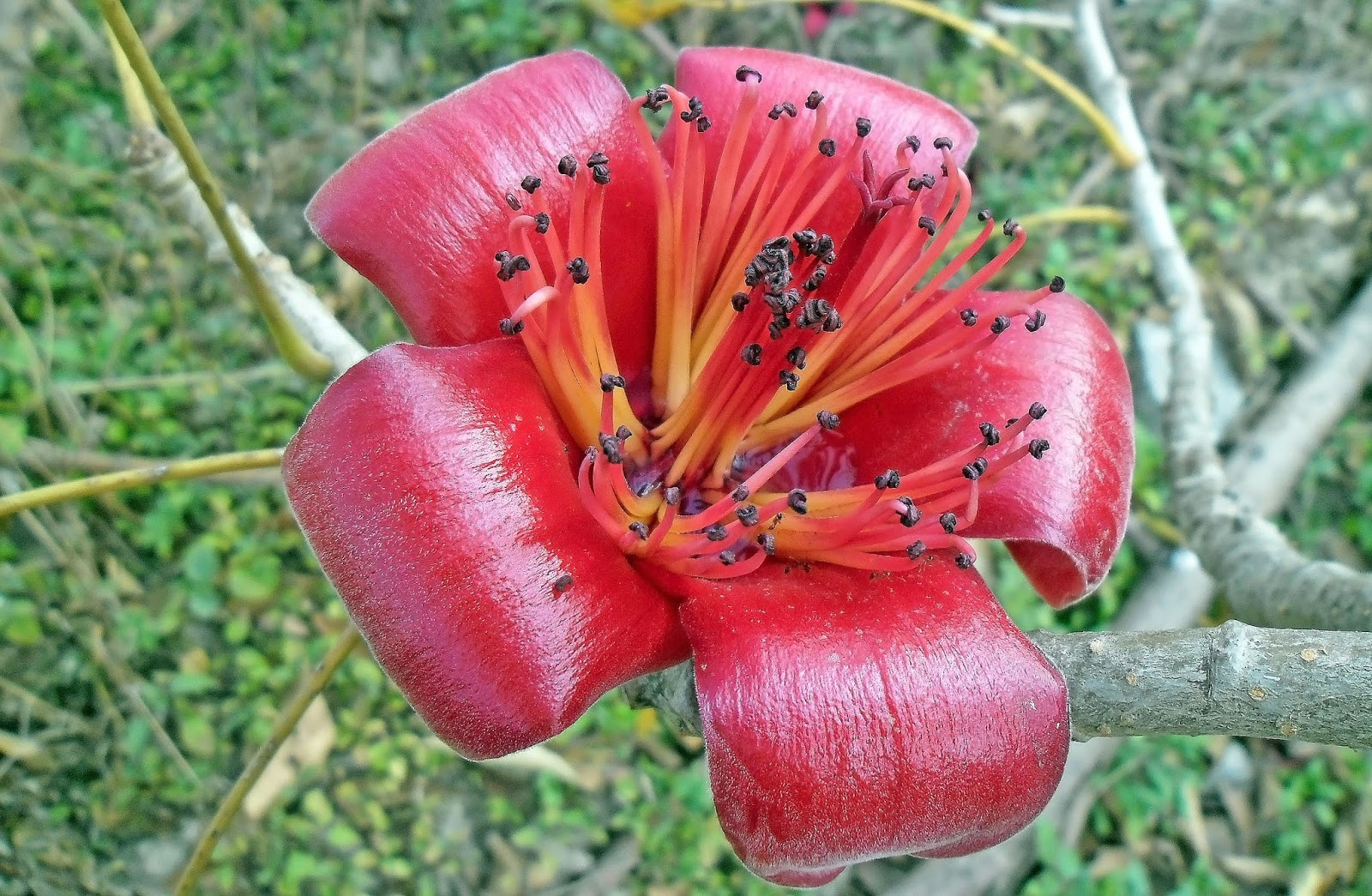 Bombax Ceiba / Produz Algodão