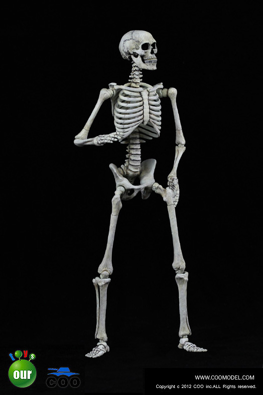 toyhaven: Preview CooModel 1/6 scale Human Skeleton 12-inch figure - if ...