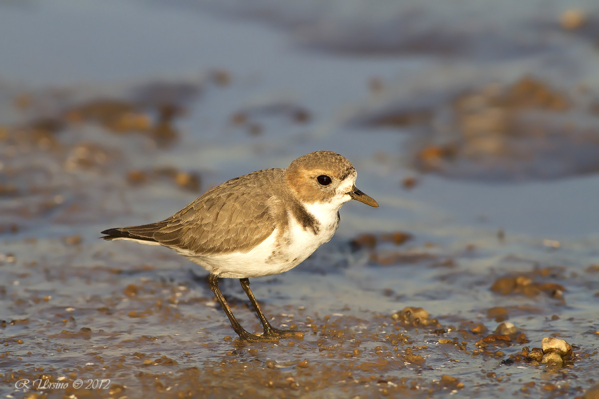 AVES NUESTRAS: CHORLITO DOBLE COLLAR