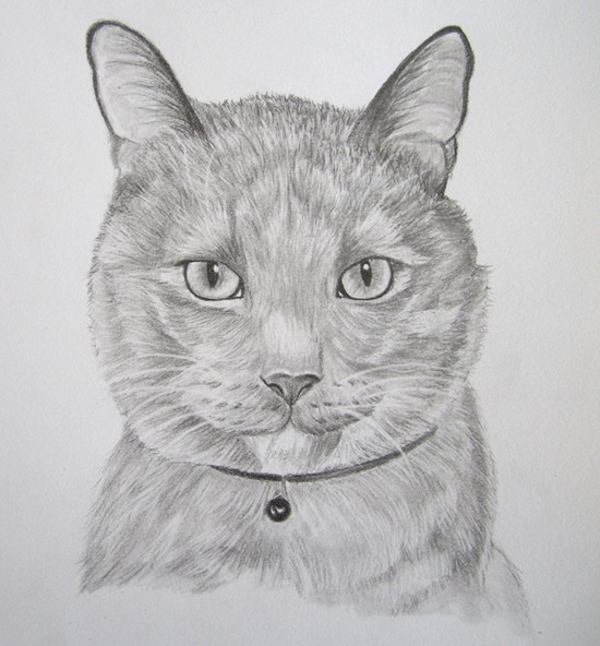 Le blog animalier : Portraits d'animaux