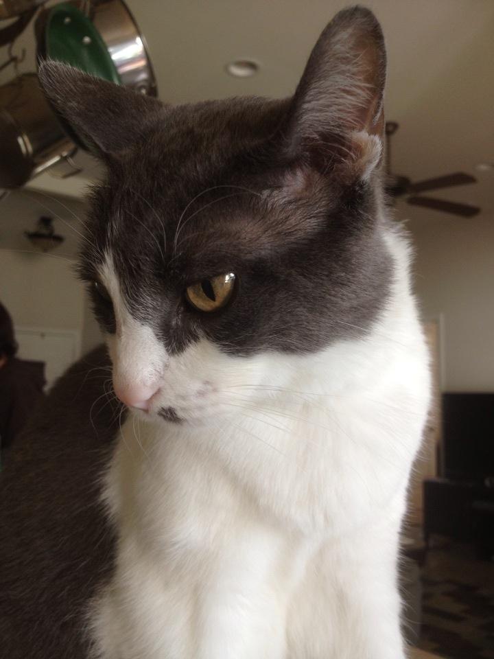 Catladyland: Cats are Funny: Hector the Cat Loves Me ... I Think