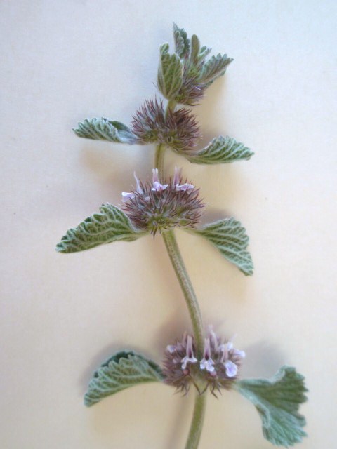 HERBARIO VIRTUAL DE BANYERES DE MARIOLA Y ALICANTE: Marrubium supinum ...