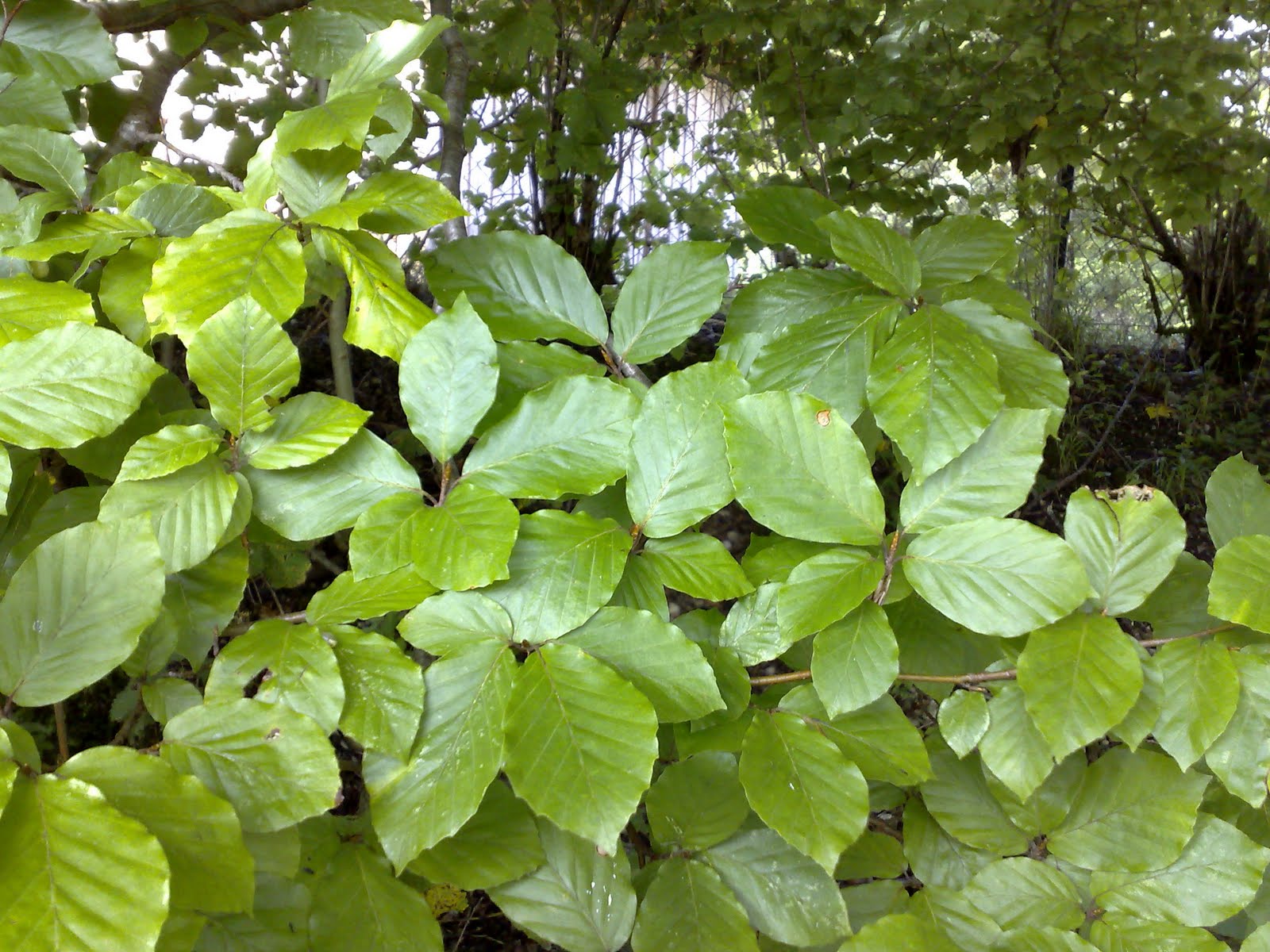 Árboles con alma: Haya. Faig. (Fagus sylvatica)