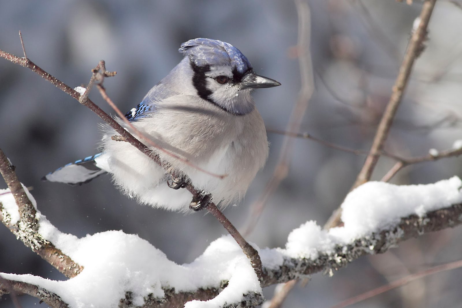 Ann Brokelman Photography: Gray Jay and Blue Jays at Algonquin