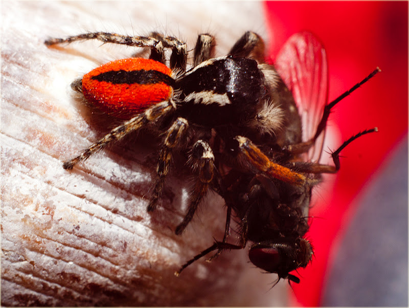 Arachnerds: Spiders of Turkey