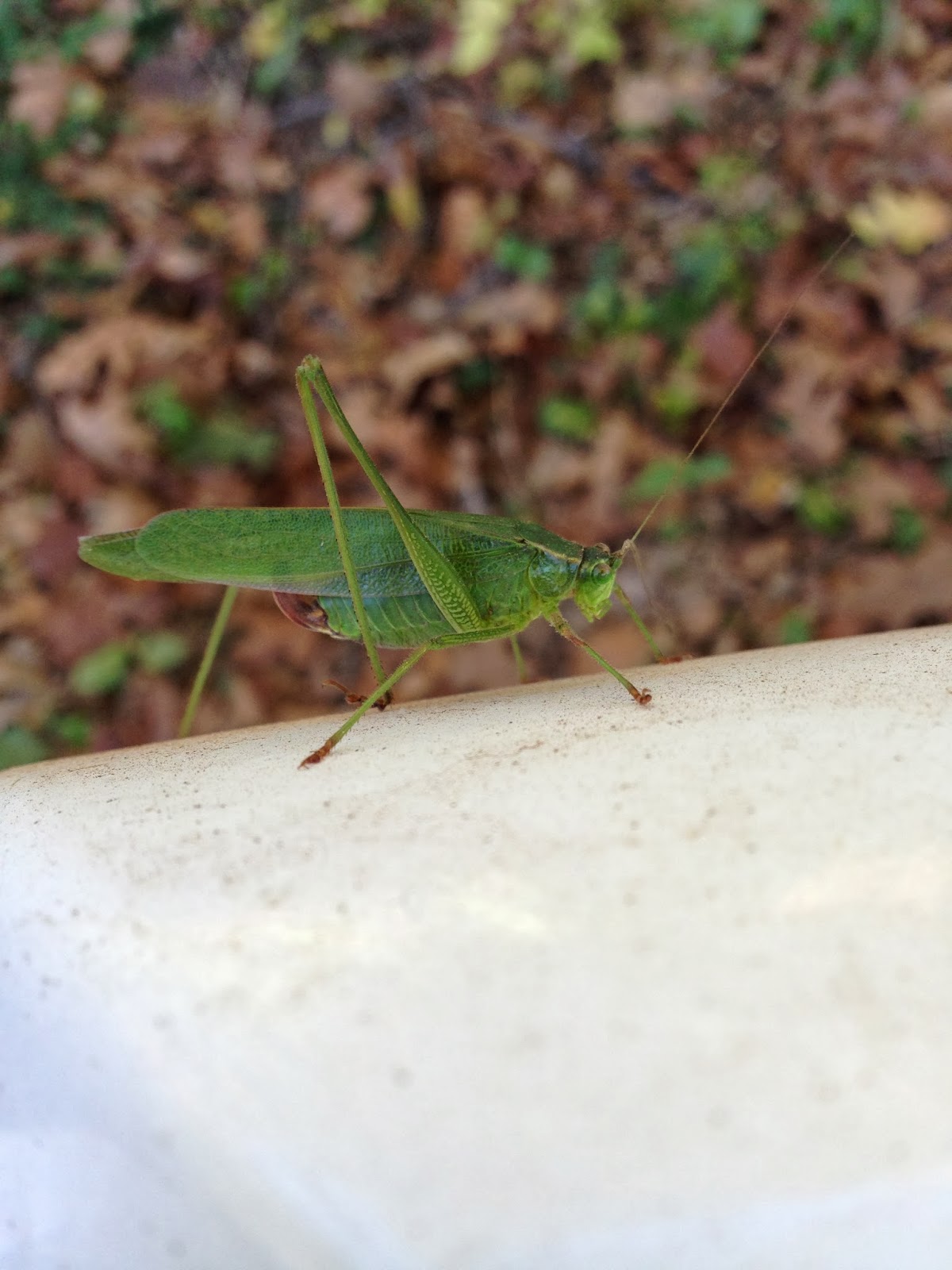 Keep Calm and Teach On: Creepy Crawlies! (G, 4, Hexagon)