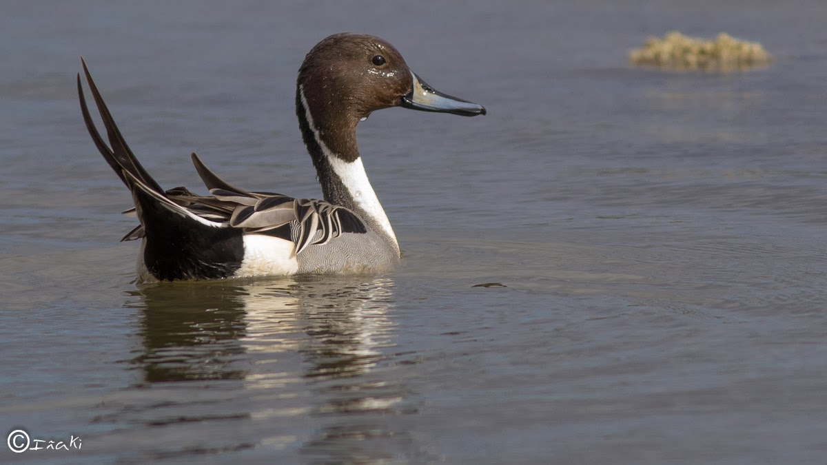 Nosoloaves - Aves del mundo (Birds of the world): Anade rabudo (Anas acuta)