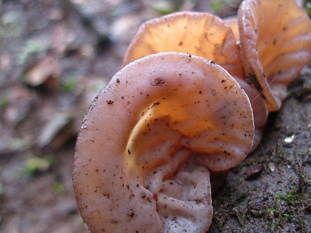 The Judas Ear ~ Kuriositas