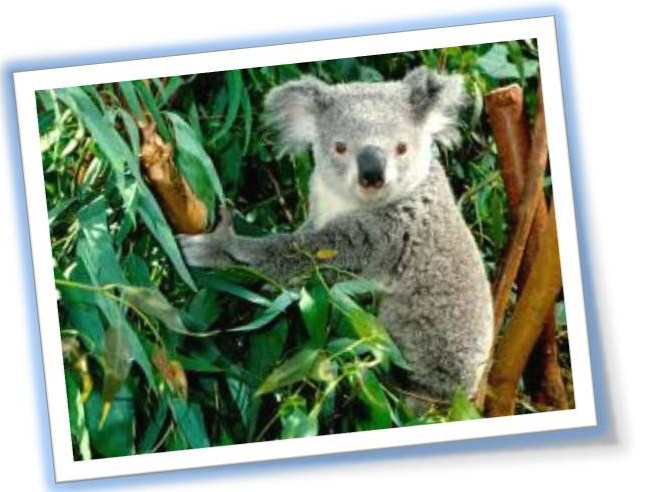 Salvamos Las Especies: SALVANDO AL KOALA