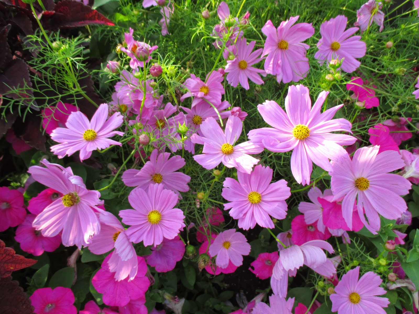 Cosmos - Shades of Pink | Rotary Botanical Gardens
