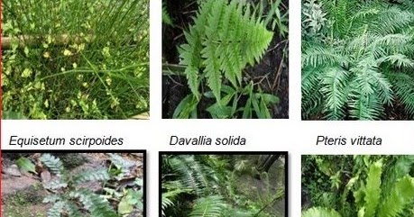 Konsep 22+ Nama Latin Tumbuhan Dan Manfaatnya