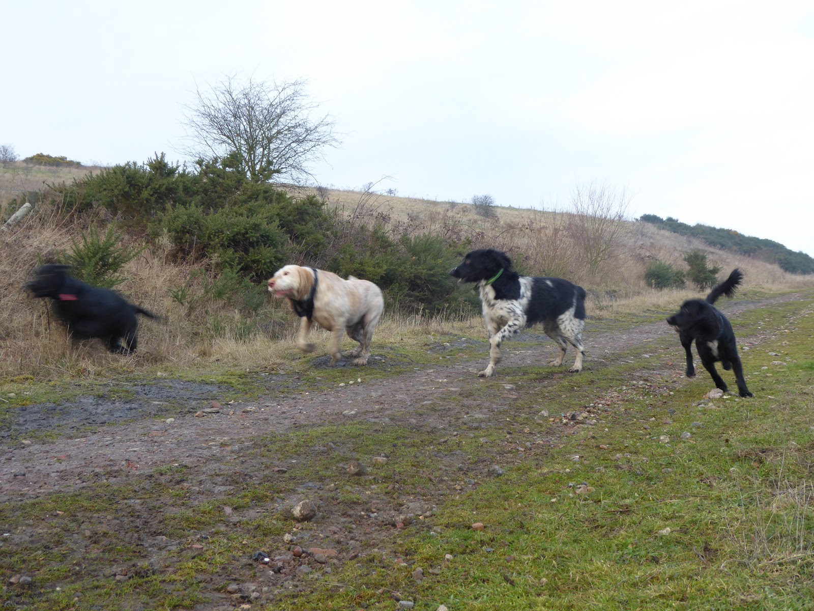Dog Blog: Ozzy and all the black dogs, chasing crows and splashing about