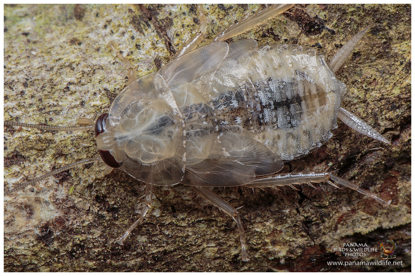 Nocturnal Macro-Adventure
