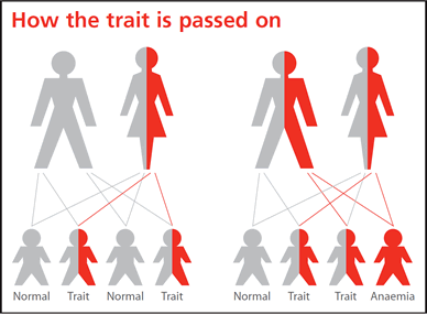 Health: Sickle Cell Anemia - Diary Of Doc Diva