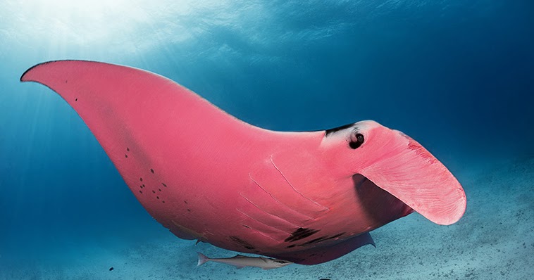 Remarkable Underwater Photos of the World’s Only Known Pink Manta Ray