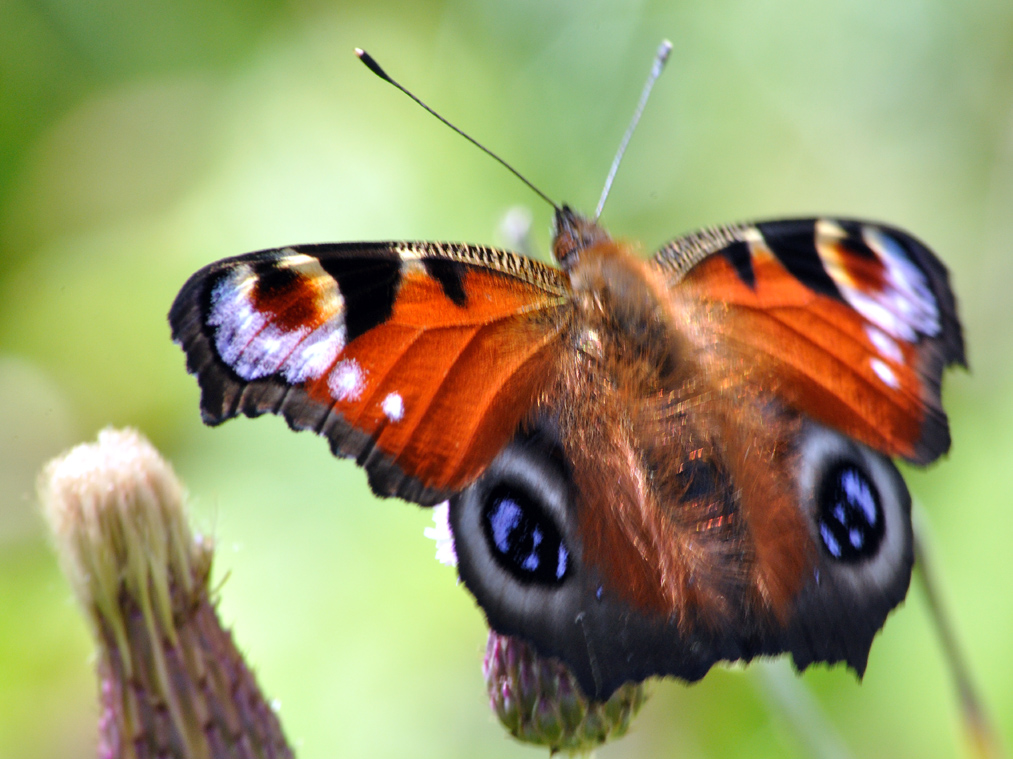 North Fife: Peacock butterfly North Fife