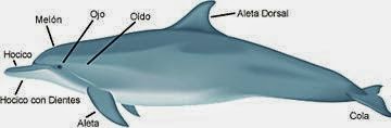 Los Delfines en Cautiverio: El DELFIN