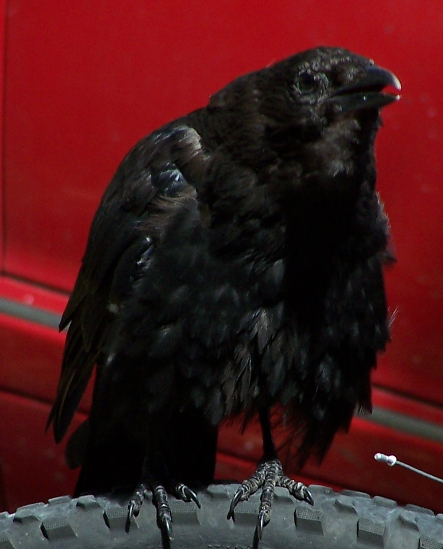 Galefod: Edgar Allan Poe. El cuervo.