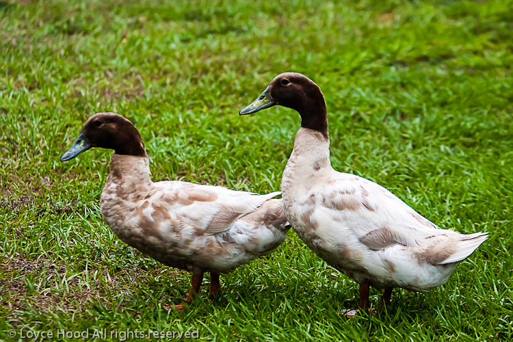 Photo of the Day: June 2013