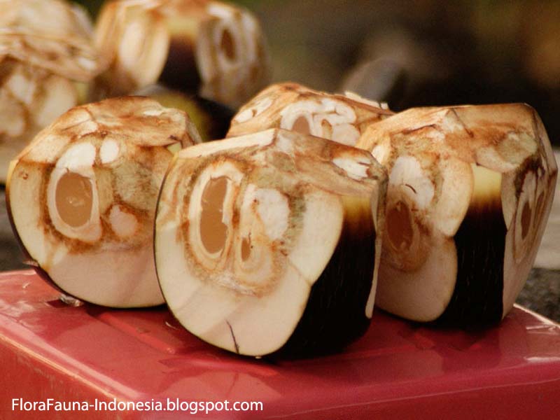 SIWALAN (LONTAR) - Flora & Fauna Indonesia