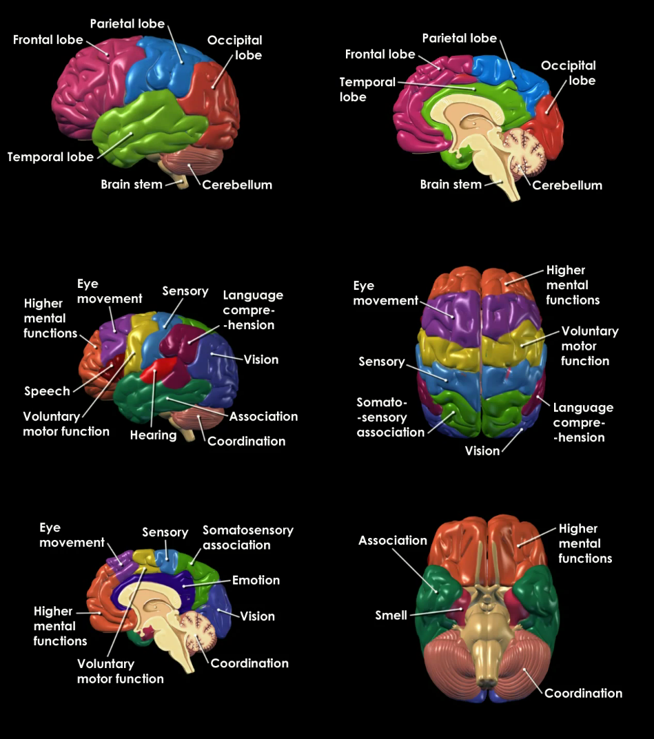Interaction Design Brain Function And Measurement