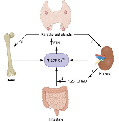 sikkahoder: Hypercalcemia and Hypocalcemia : Etiology, Clinical ...