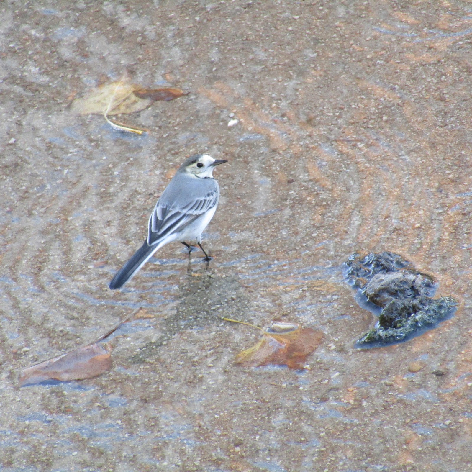 Fotos Agor: Lavandera blanquilla. Río Manzanares