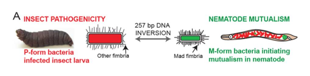 Curiosidades de la Microbiología: El "brillo del angel" y la bacteria ...
