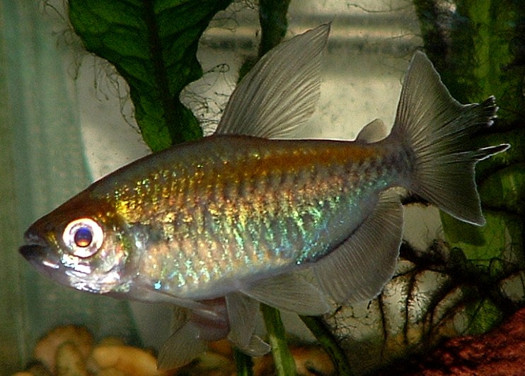 Featherfin Knifefish - Fishes