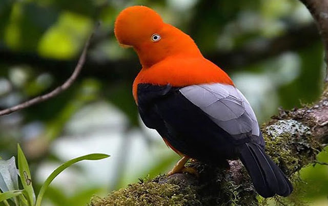 Se extingue nuestro GALLITO DE LAS ROCAS? - FOTOS INÉDITAS - PERÚ ...
