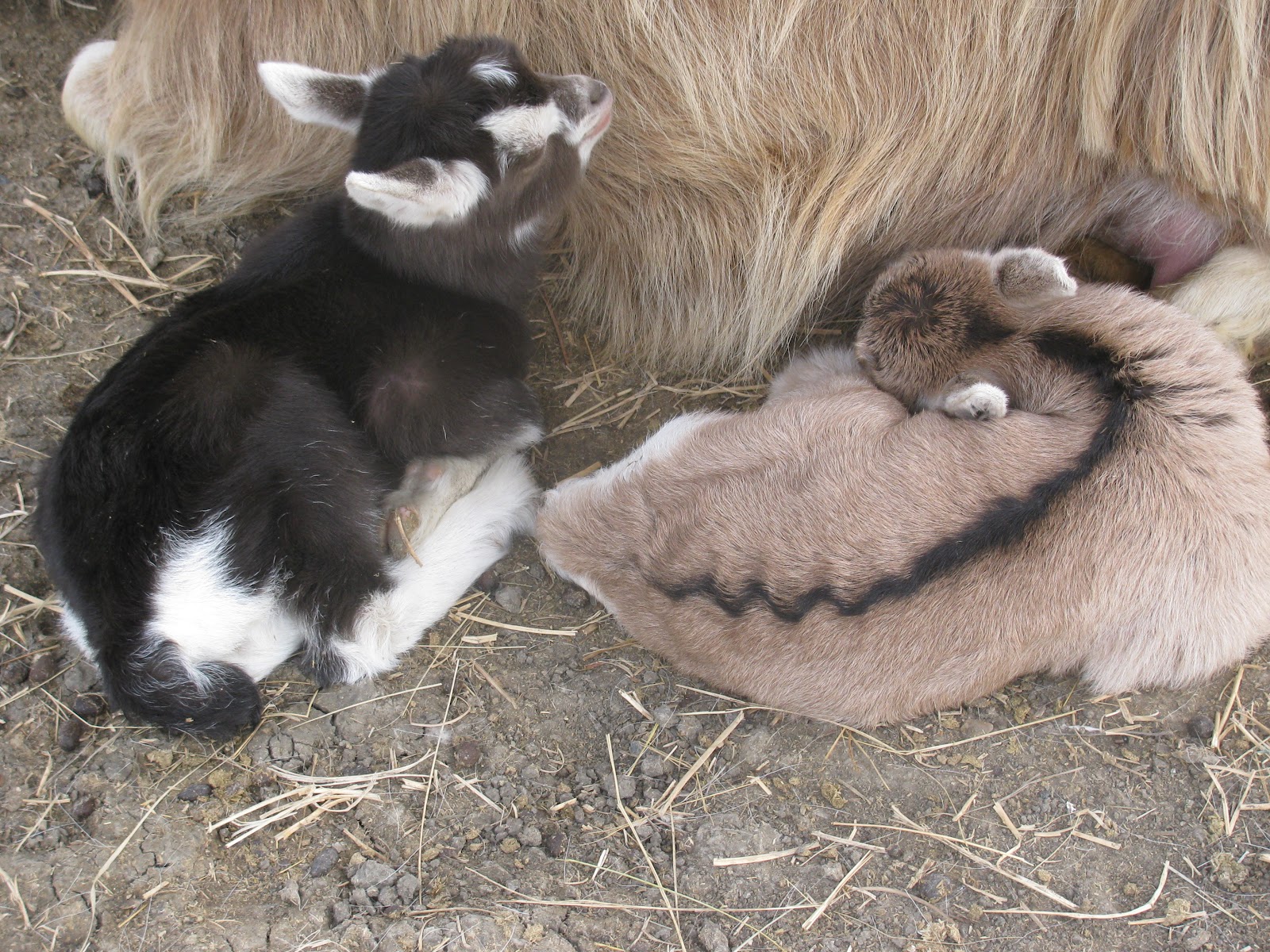 Dakotagoats: Spoiled Goat..