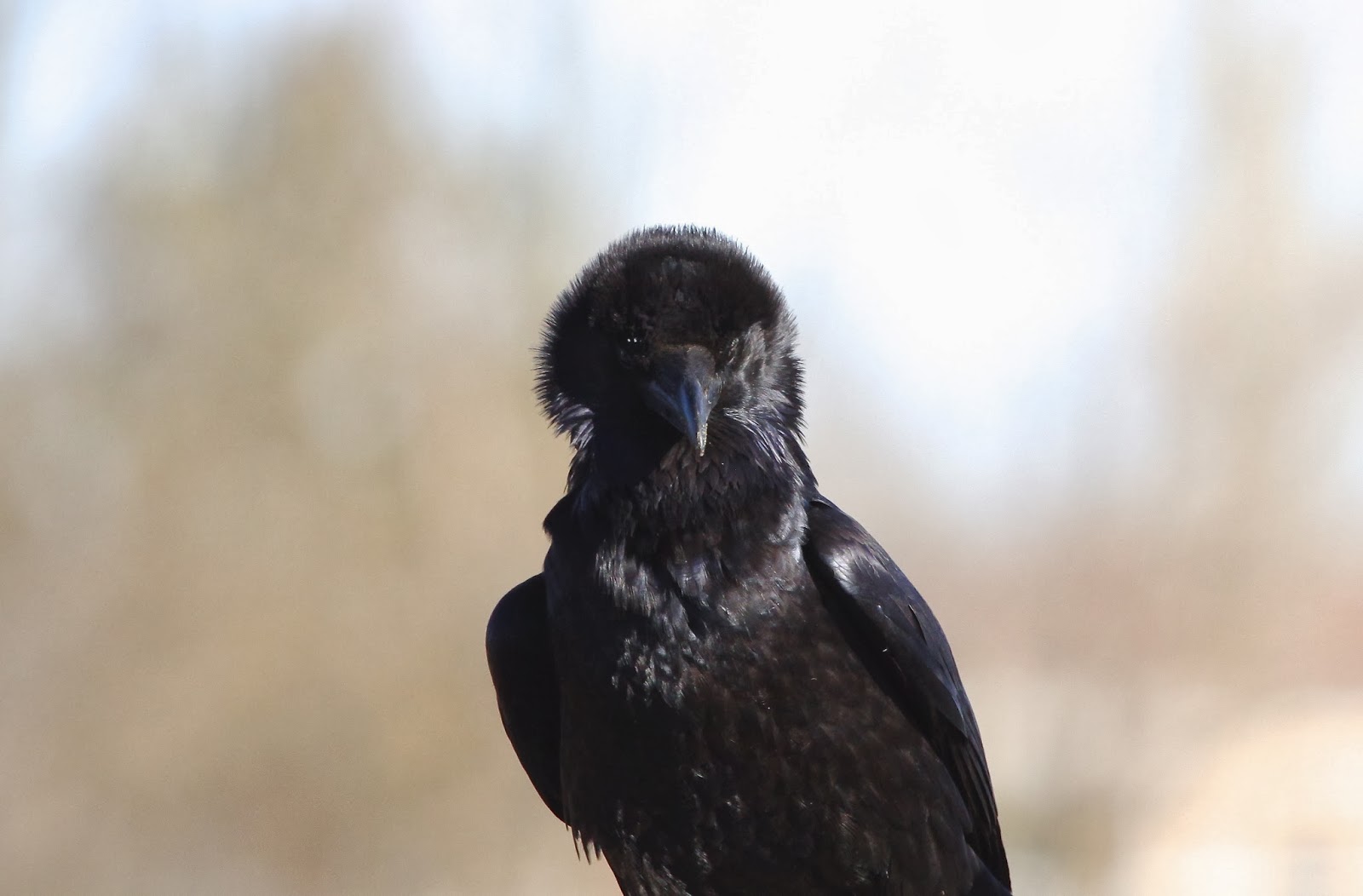 Roger's Birding Adventures: Interesting Common Raven behavior, plus ...