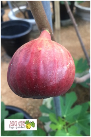Super Red Hybrid Fig - Var Tin
