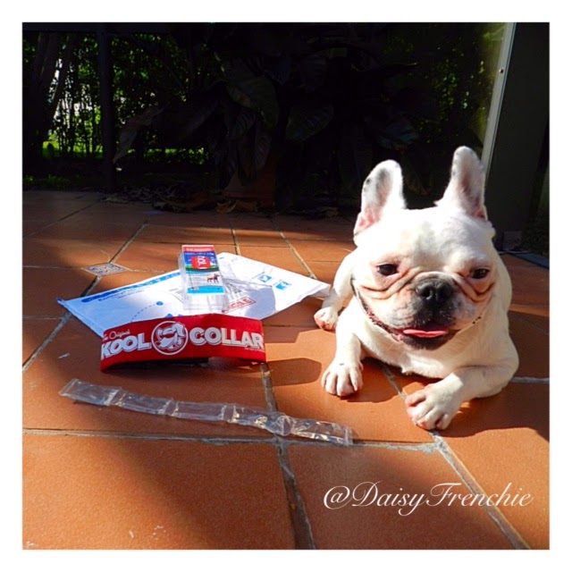 Daisy The French Bulldog: Keeping Kool with Kool Collar