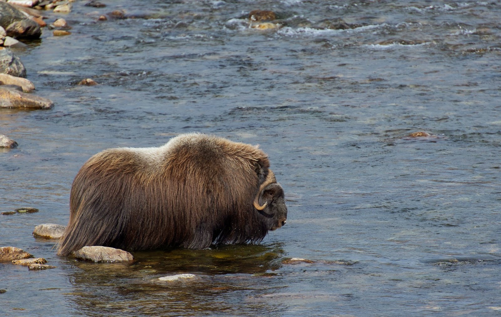 Naturfoto Einar Hugnes: Moskus i familieflokker og enslige okser