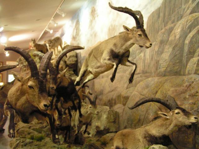 Naturaleza Muerta. *El arte de la Taxidermia*: ¿Qué es la Taxidermia?