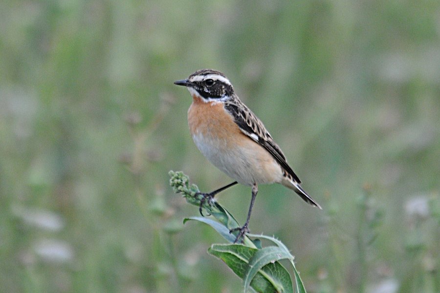 Birds of Saudi Arabia: First Spring Whinchats - Dhahran Hills