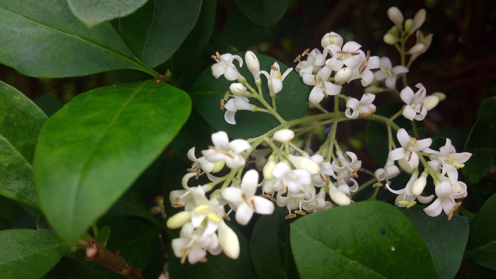 Vademecum Interesting Plants: Ligustrum vulgare - Ligustr pospolity ...