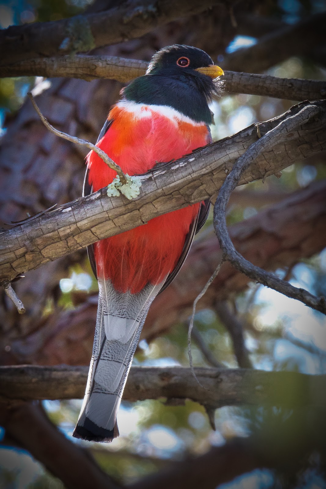 Feather Tailed Stories: Elegant Trogon