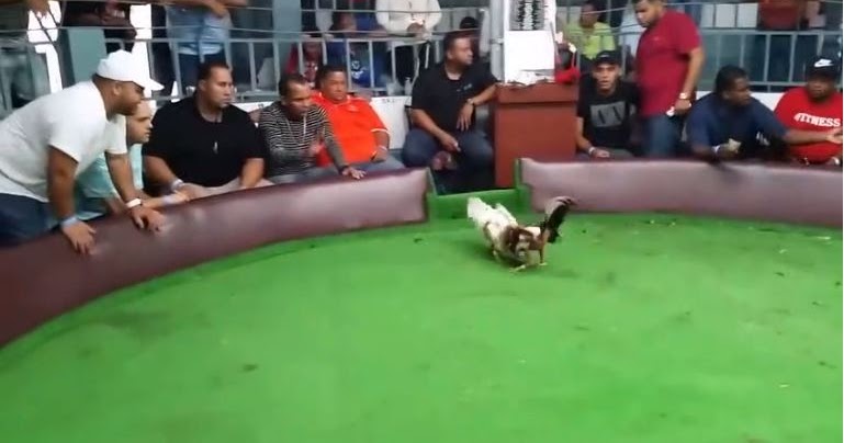 Video đá gà mỹ phần 1 ~ Hội đam mê gà đá