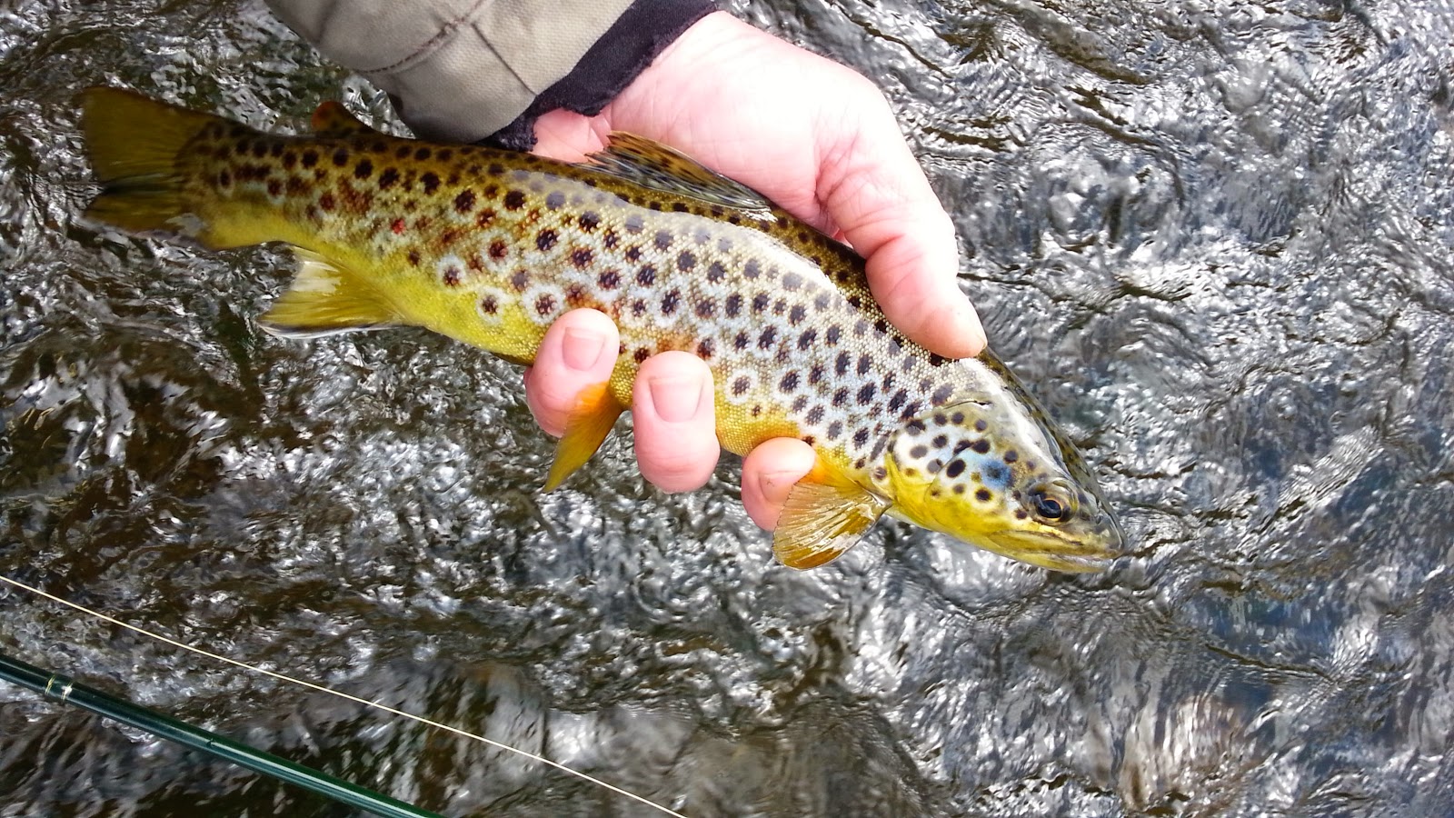 Piscari-Fly : Summer Beading For Trout