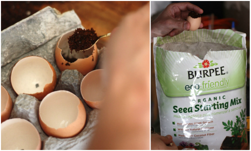 How To: Plant Seeds Using Eggshells | 17 Apart