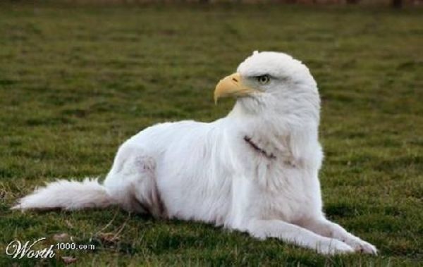 See Attractive Anything: Animal Highbreeds